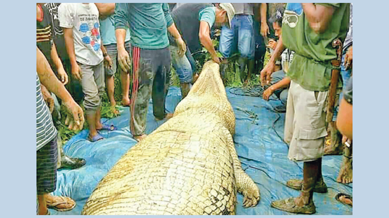 Inside Crocodile Stomach